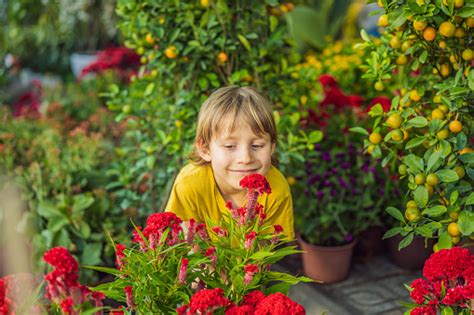 구정 휴일에 백인 관광객 소년 봄철에 베트남 중국 음력 설 6 7 살에 대한 스톡 사진 및 기타 이미지 6 7 살 개화기 공원 Istock