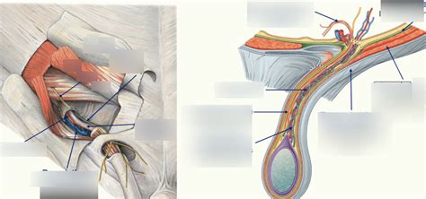 Diagram Of Male Inguinal Canal Anatomy Quizlet