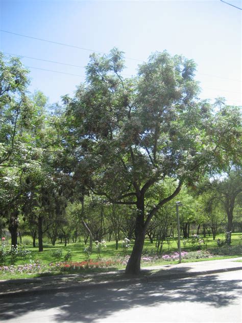 Bioinsecticidas Árbol Del Paraíso Melia Azedarach Lmeliaceae