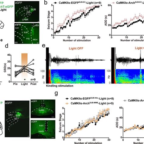 Sub Ec Sub Mmb And Sub Nac Circuits Function Differently In