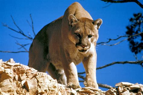 How Bcs New Cougar Regulations Should Benefit Hunters Outdoor Canada