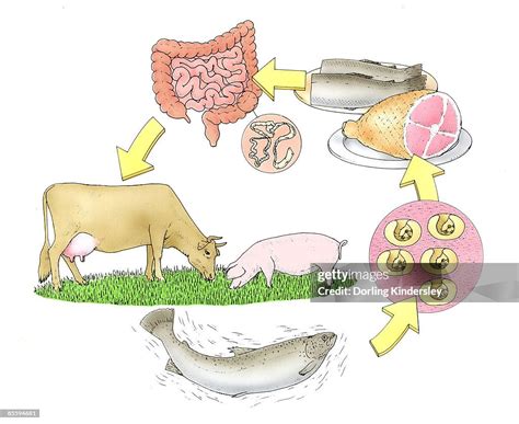 Sequence Of Illustrations Showing Life Cycle Of Tapeworm Through
