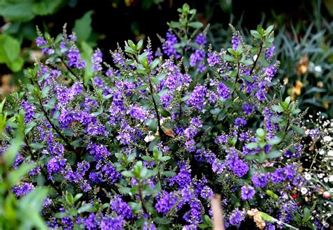Gardeners Word Hebe Purple Pixie Syn Hebe Mohawk