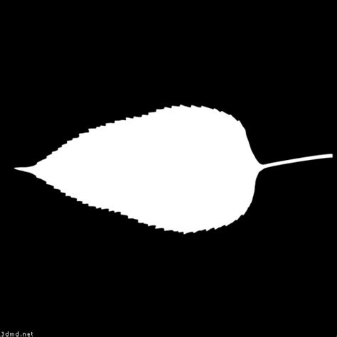 Mulberry Tree Leaves Mulberry Tree Leaf Opacity Texture Map Image Gallery
