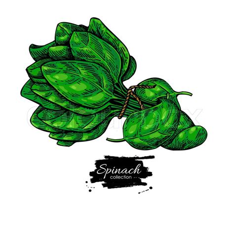 Spinach Leaves Bunch Hand Drawn Stock Vector Colourbox