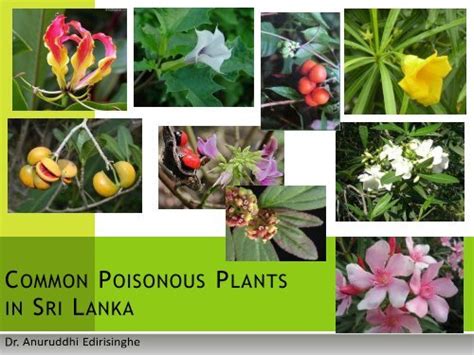 Flower Plants Name In Sri Lanka Best Flower Site