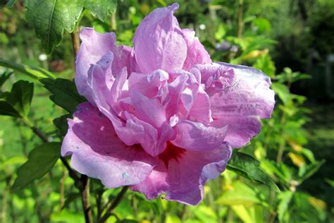 Hibiscus Syr Duc De Brabant 125 150 Cm Met Kluit Boomkwekerij Bogaert