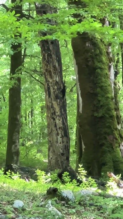 دارکوب در جنگل های هیرکانی Youtube