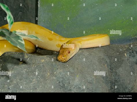 Albino Green Tree Python