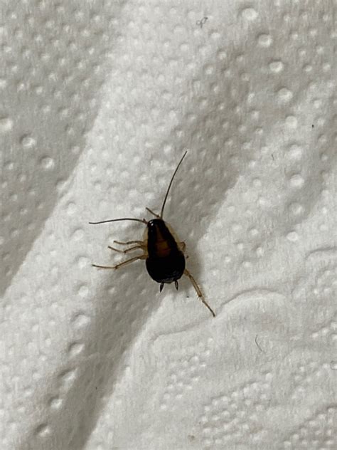 바퀴벌레 새끼 ㅠㅠㅠ유충 지식in