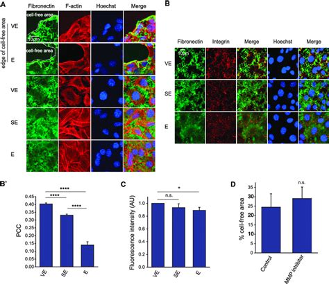 Effect Of Substrate Viscoelasticity On Cell Matrix Interactions A Download Scientific