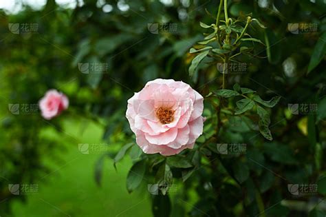 花园里的多花蔷薇 5213000815