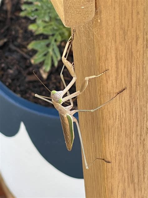 Purple Winged Mantis Victoria Australia R Insects