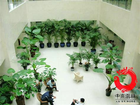 植物造景36 植物园艺造景 产品中心 植物园艺造景广州植物租赁公司广州别墅园林设计绿化养护植物租赁 广州中熹园林绿化养护工程有限公司