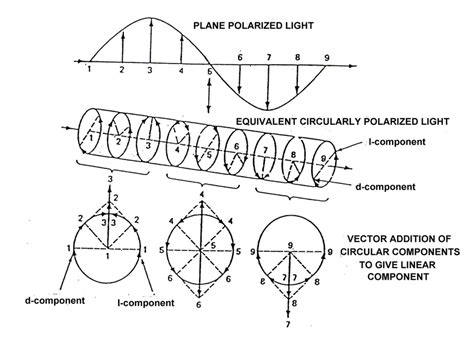 Equivalence Between Circular And Plane Polarized Light A