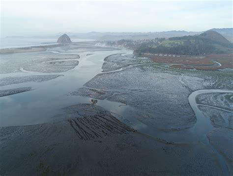 Morro Bay Eelgrass Loss May Be Causing Widespread Erosion California Sea Grant