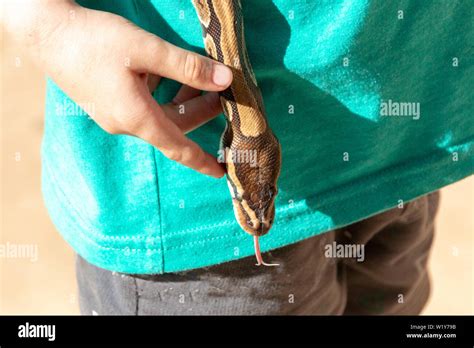 A Close Up View Of A The Head Of Of A Ball Python Head Stock Photo Alamy