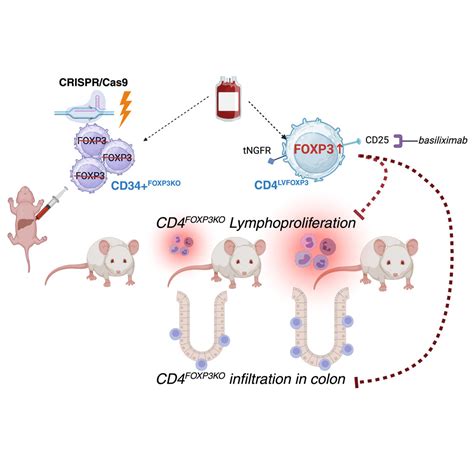 A Novel Foxp3 Knockout Humanized Mouse Model For Pre Clinical Safety