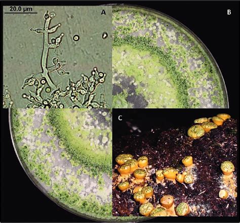 Morphology Of Specimens In The Trichoderma Hypocrea Clade A Asexual