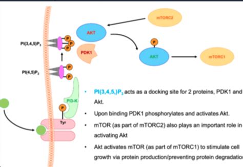 Sgt02 Signalling And Cancer Flashcards Quizlet