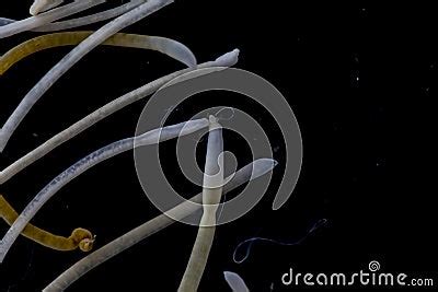 The Study Of Acanthocephala Is A Phylum Of Parasitic Worms Known As