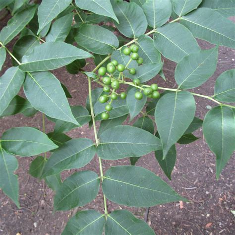Phellodendron Chinense In Bute Park