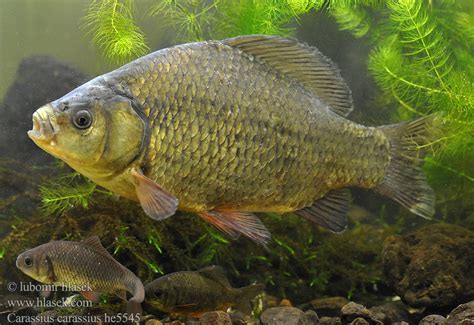Cyprinoformes Crucian Carp The Zt2 Round Table