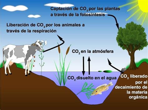 Ciclo Del Carbono Que Es Caracteristicas Fases Importancia Images