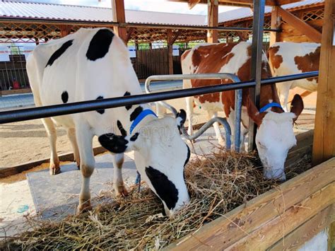 Cows Eat Hay. Cattle Breeding, Taking Care of Animals. Livestock Cow ...