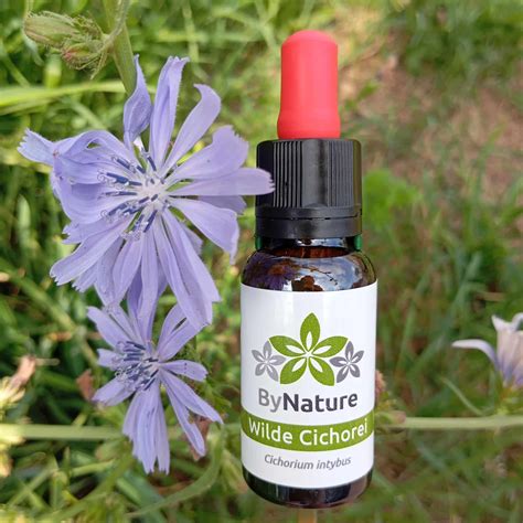 Bloesemremedie Chicorei Voor Mensen Met Zelfmedelijden