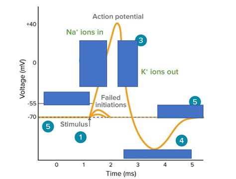 Final Exam Diagram Quizlet