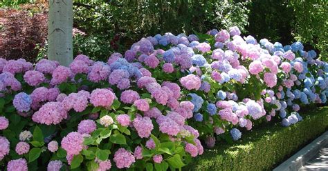 How To Get Rid Of Brown Spots On Hydrangea Leaves Happysprout