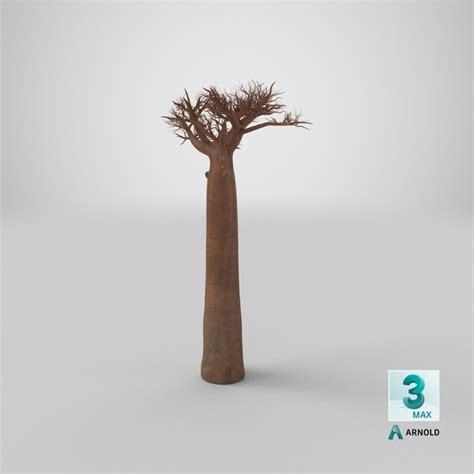 Naked Baobab D TurboSquid