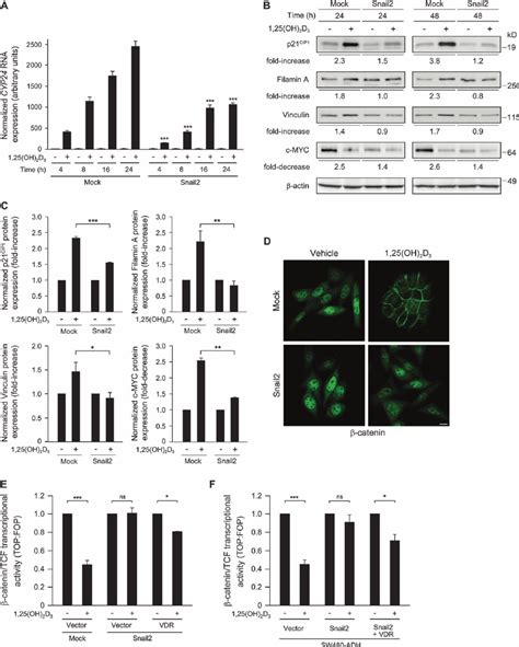 Stable And Transient Snail2 Expression Represses Vdr Transcriptional