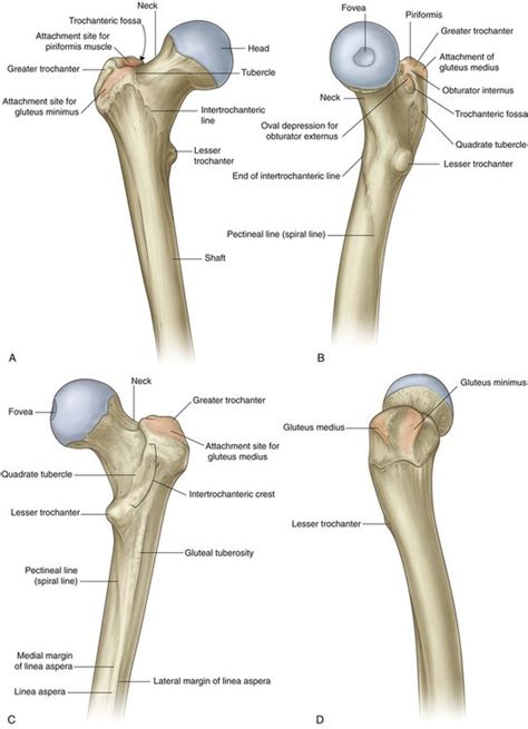 Lower Limb Clinical Gate