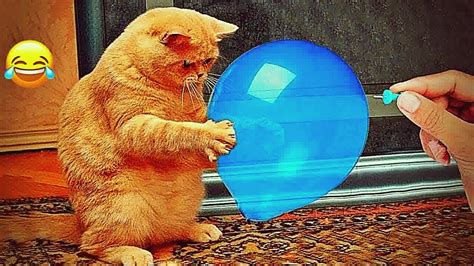 𝐂𝐫𝐚𝐳𝐲 𝐂𝐚𝐭𝐬 And 𝐒𝐢𝐥𝐥𝐲 𝐃𝐨𝐠𝐬 🐾 𝐅𝐮𝐧𝐧𝐢𝐞𝐬𝐭 𝐀𝐧𝐢𝐦𝐚𝐥 𝐌𝐨𝐦𝐞𝐧𝐭𝐬 𝐨𝐟 𝟐𝟎𝟐𝟒 😂 Youtube