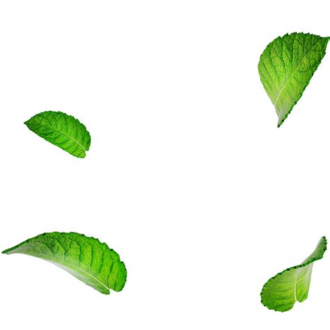 عالیس تولیدات نوشیدنی