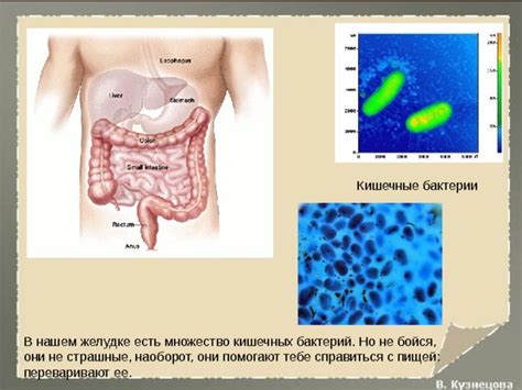 Презентация на тему Бактерии