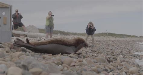 Shoebert The Seal Is Back On The North Shore Cbs Boston