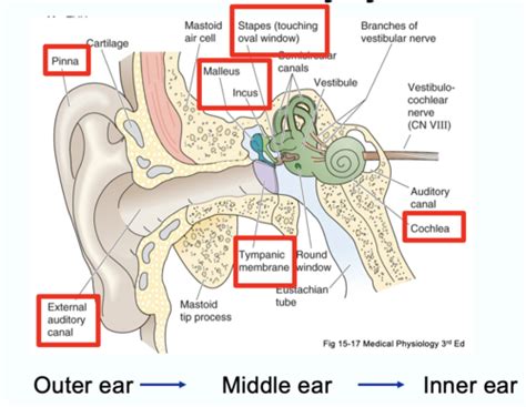The Auditory And Vestibular Systems Flashcards Quizlet