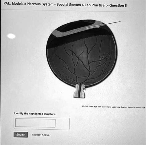 SOLVED PAL Models Special Senses Lab Practical Question 5 Identify