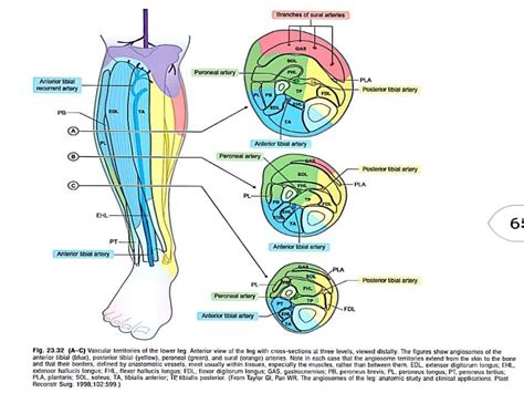 Angiosome Concept