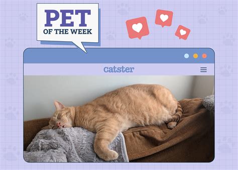 Anal Sac Disease In Cats Causes Signs And Treatments Vet Answer Catster