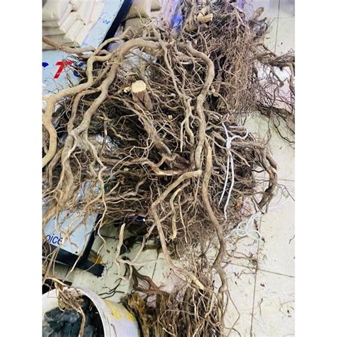 Forest Positive Roots Biotop Layout 200gr Shopee Philippines