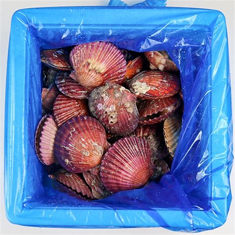 산지직송제철 홍가리비 1kg20 25미 참거래농민장터