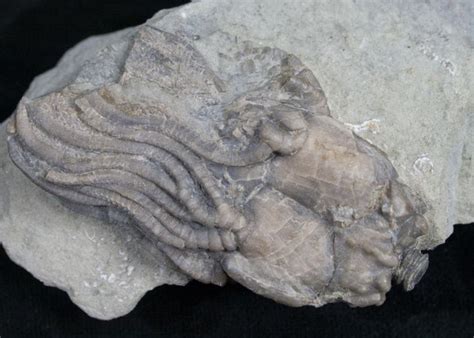 Fossil Crinoid Crown Platycrinites Crawfordsville Fossil Fossils