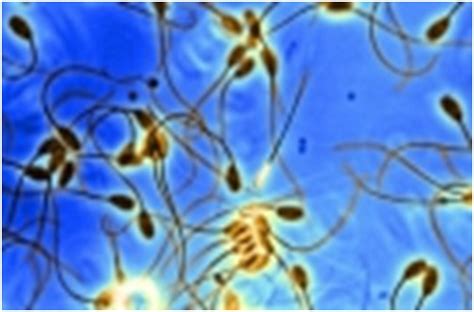 科学家首次培养出人类精子和卵子细胞