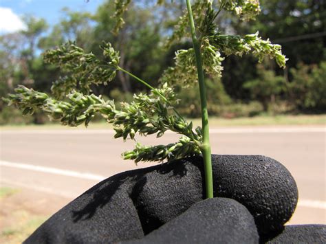 Panicum Antidotale Images Useful Tropical Plants