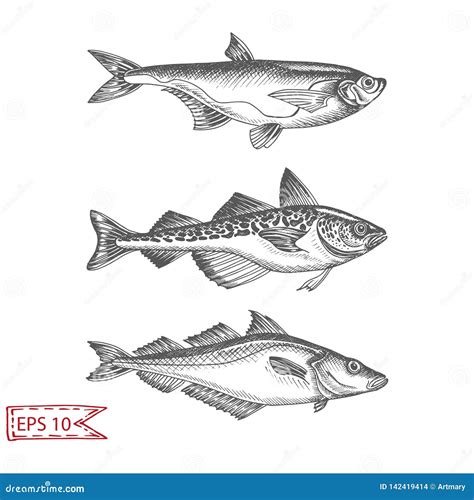 Hand Drawn Sketch Illustration With Fish Wildanimal Vector Stock