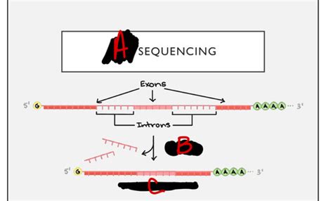 Transcriptomics Flashcards Quizlet